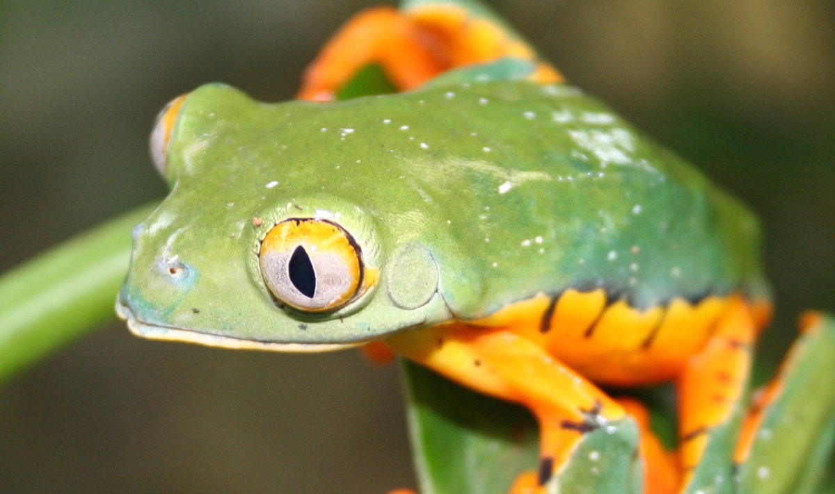 Kleines Froschlurch-ABC des südlichen Costa Ricas – NERDS IN DER WILDNIS